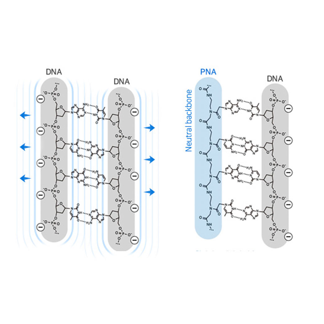 PNA – Peptide Nucleic Acids – Bioclarma