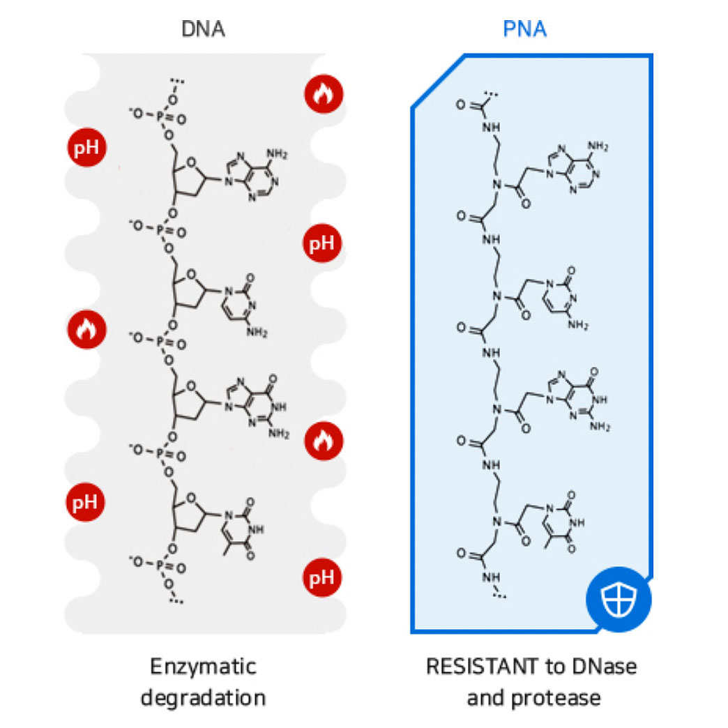PNA – Peptide Nucleic Acids – Bioclarma
